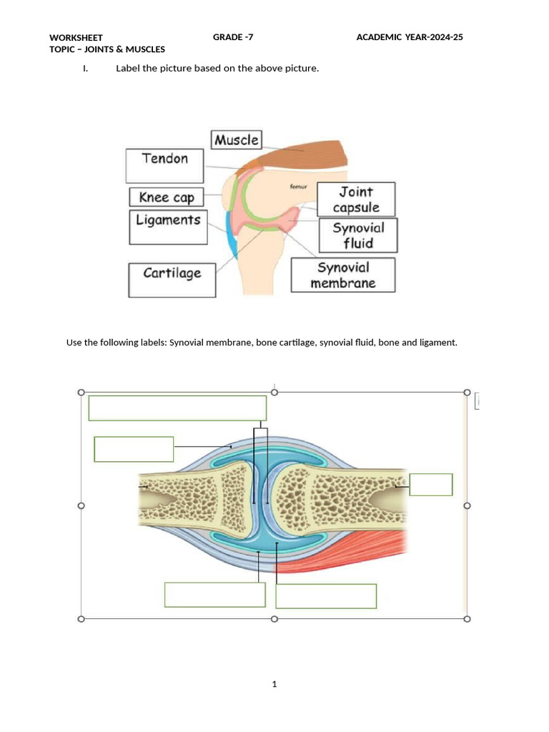Joints and Muscles - Worksheet | PDF