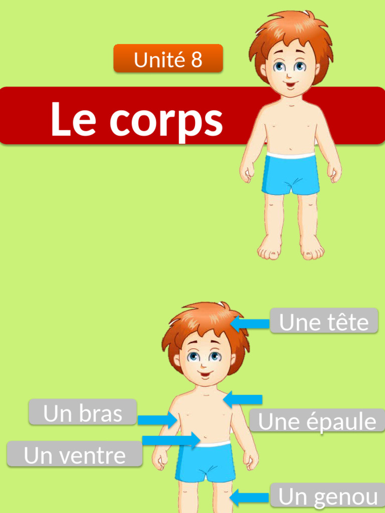 Les Parties Du Corps | PDF