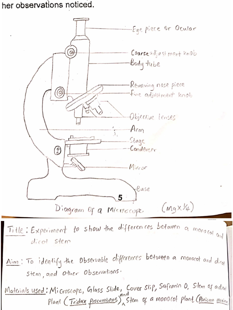 Bio101 Practical | PDF