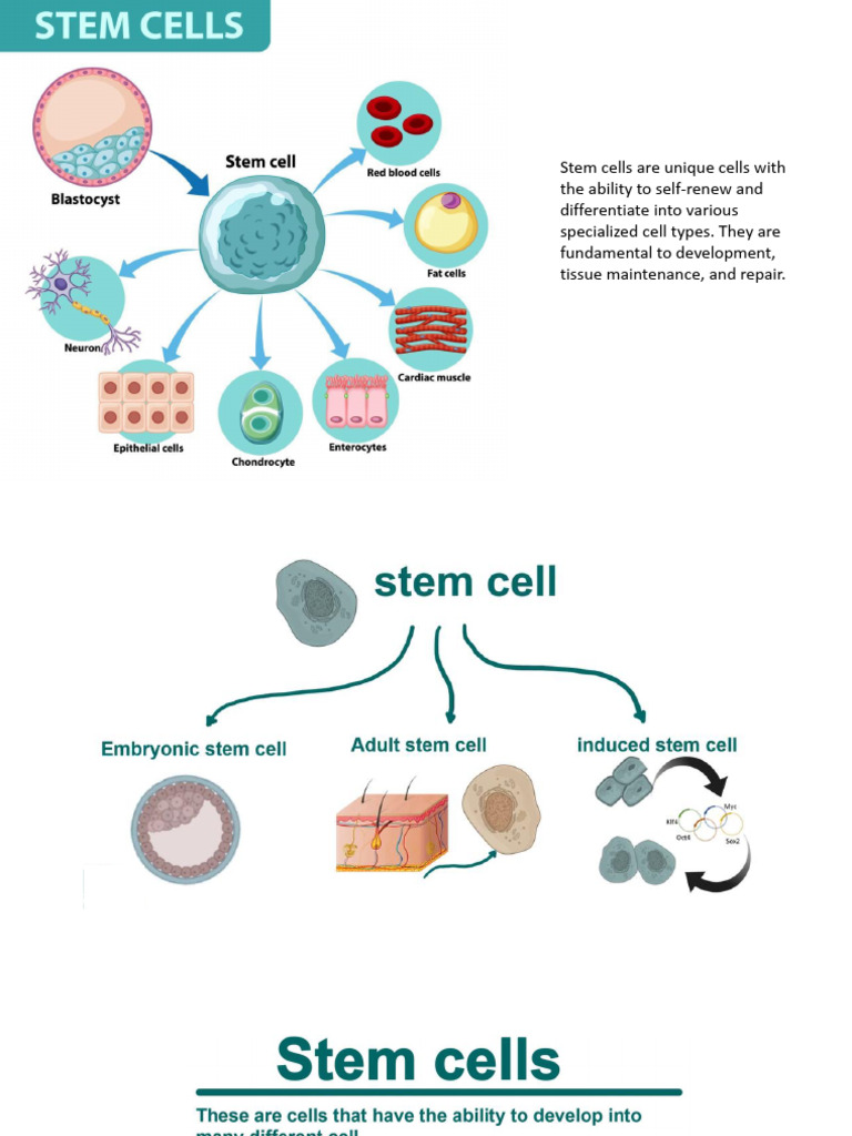 Stem Cell | PDF | Cellular Differentiation | Science & Mathematics