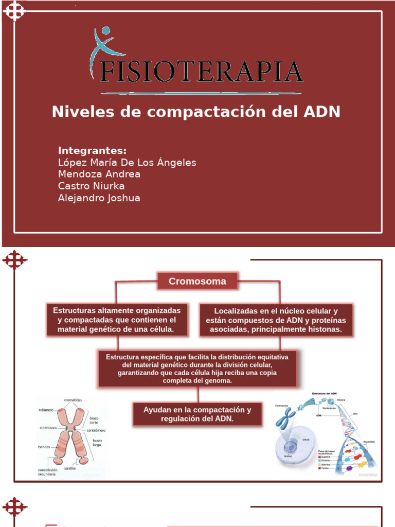 Niveles de compactación del ADN | PDF | Cromatina | Histona