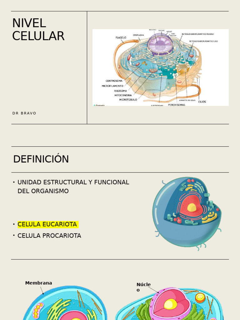 Estructura y Función de la Célula | PDF | Biophysics | Cytoplasm