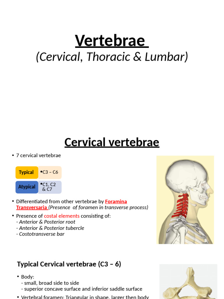 Vertebrae | PDF