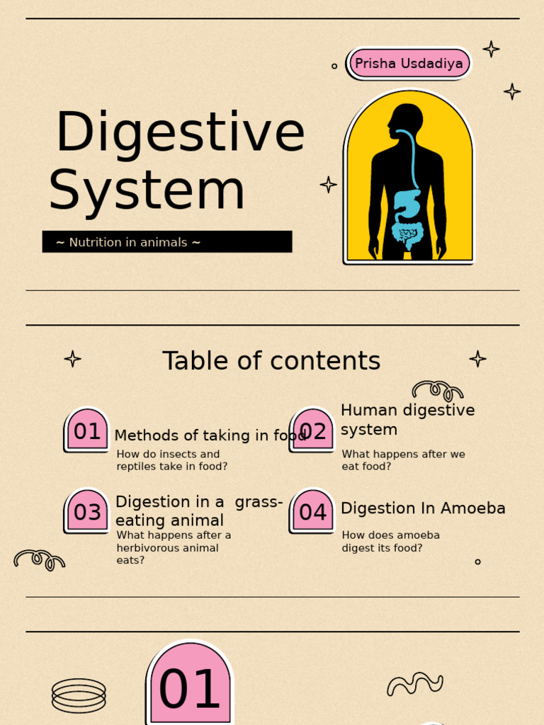 Prisha - Digestive System | PDF | Digestion | Home & Garden