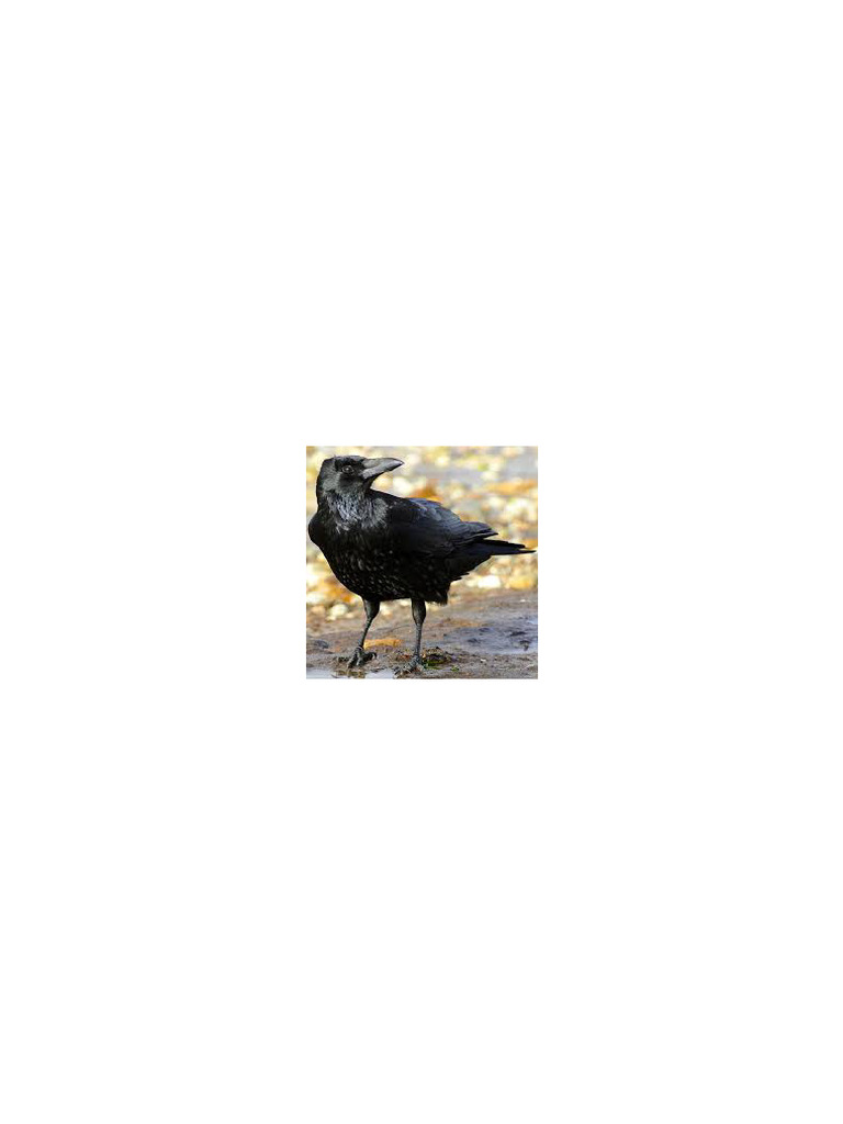 Crow 1 | PDF