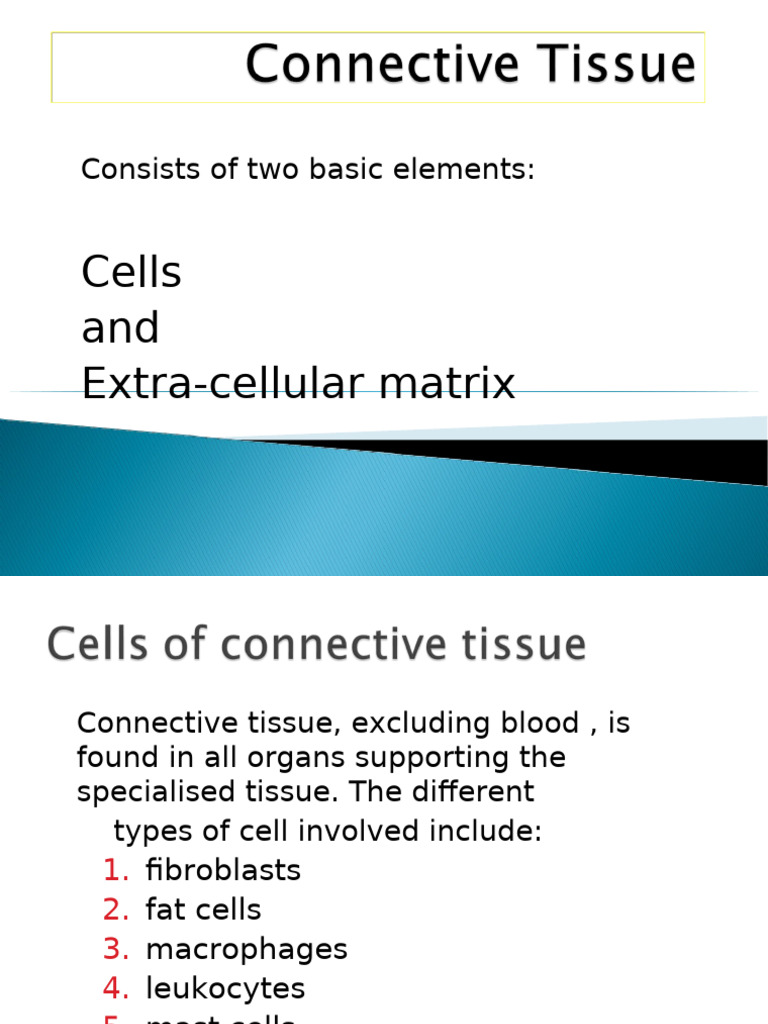 Connective Tissue | PDF