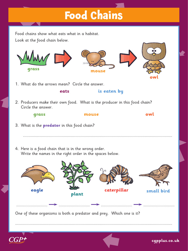 Food Chains (Year 4) Full Colour - S2WAE155 | PDF