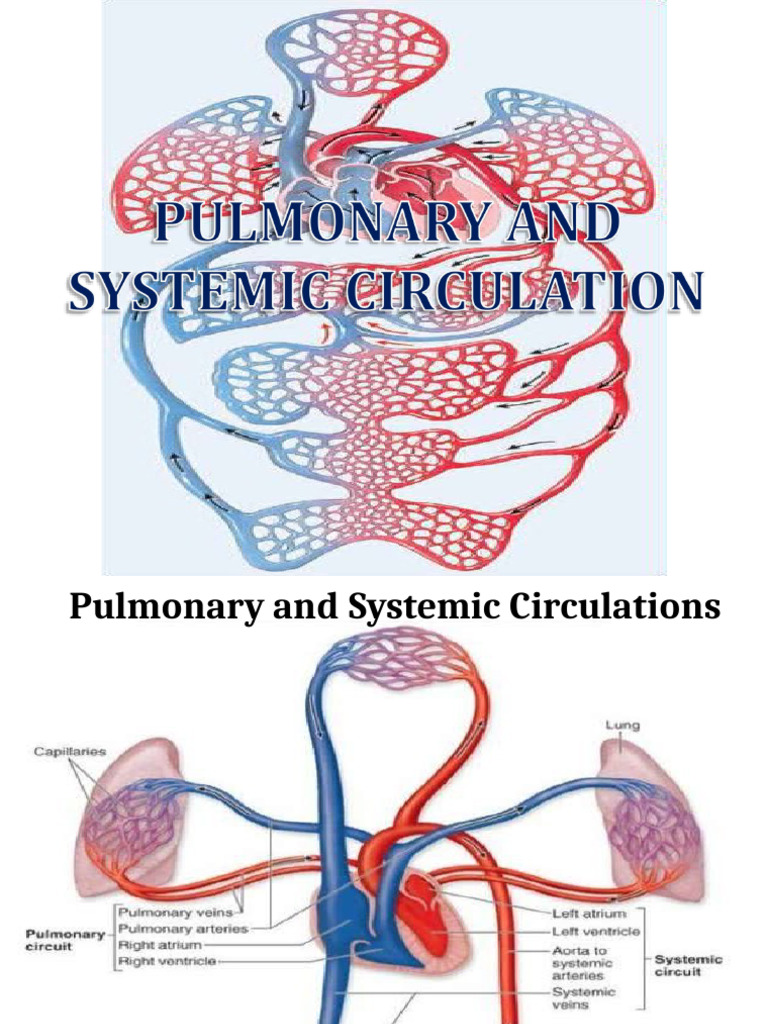 Pulmonary and Systemic Circulation | PDF