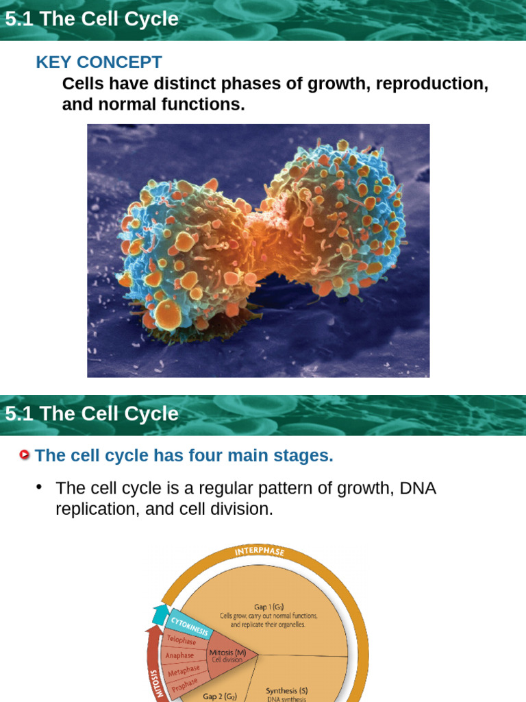 Lesson 1 Cell Cycle | PDF