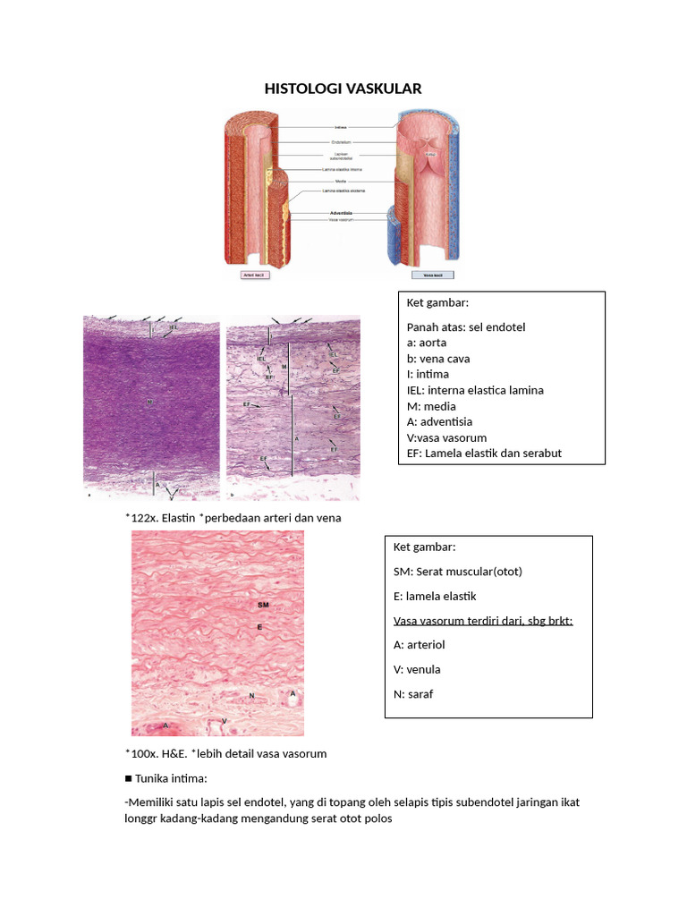Histologi Vaskular | PDF