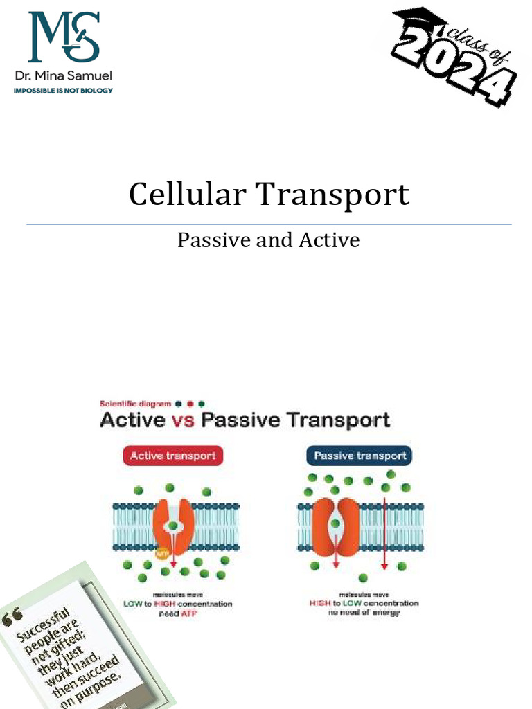 Cellular Transport | PDF