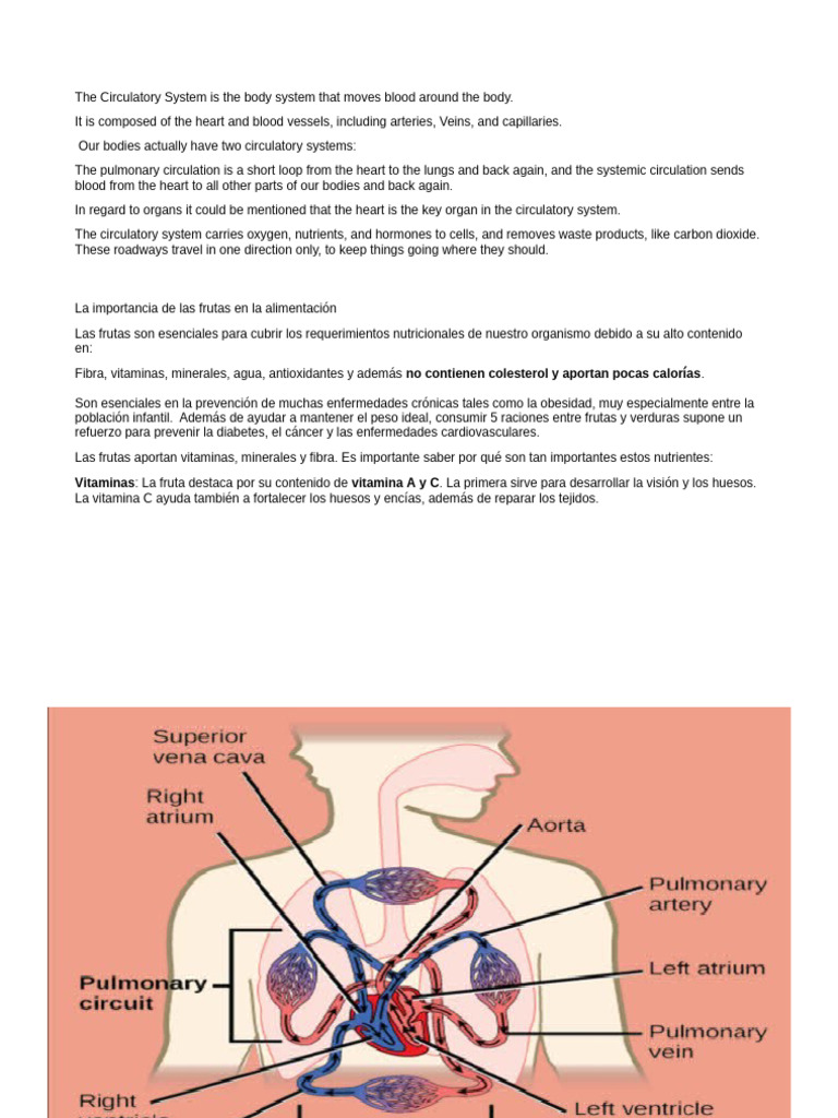 The Circulatory System | PDF