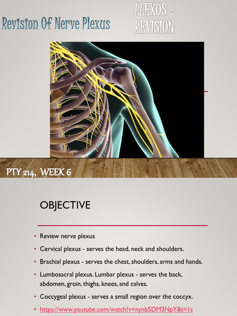 Week 6 Revision of Plexus, Brachial - Plexus | PDF