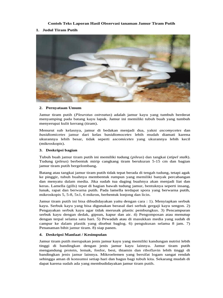 Contoh Teks Laporan Hasil Observasi Tanaman Jamur Tiram Putih | PDF