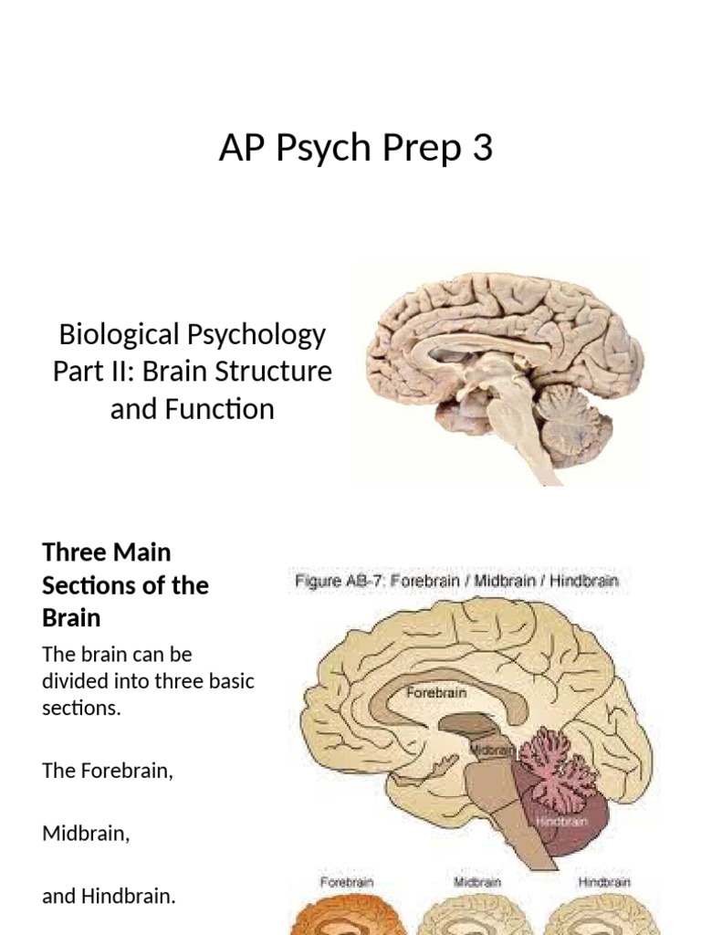 AP Psych Prep 3 Biological Psychology Part II | PDF | Cerebral Cortex ...