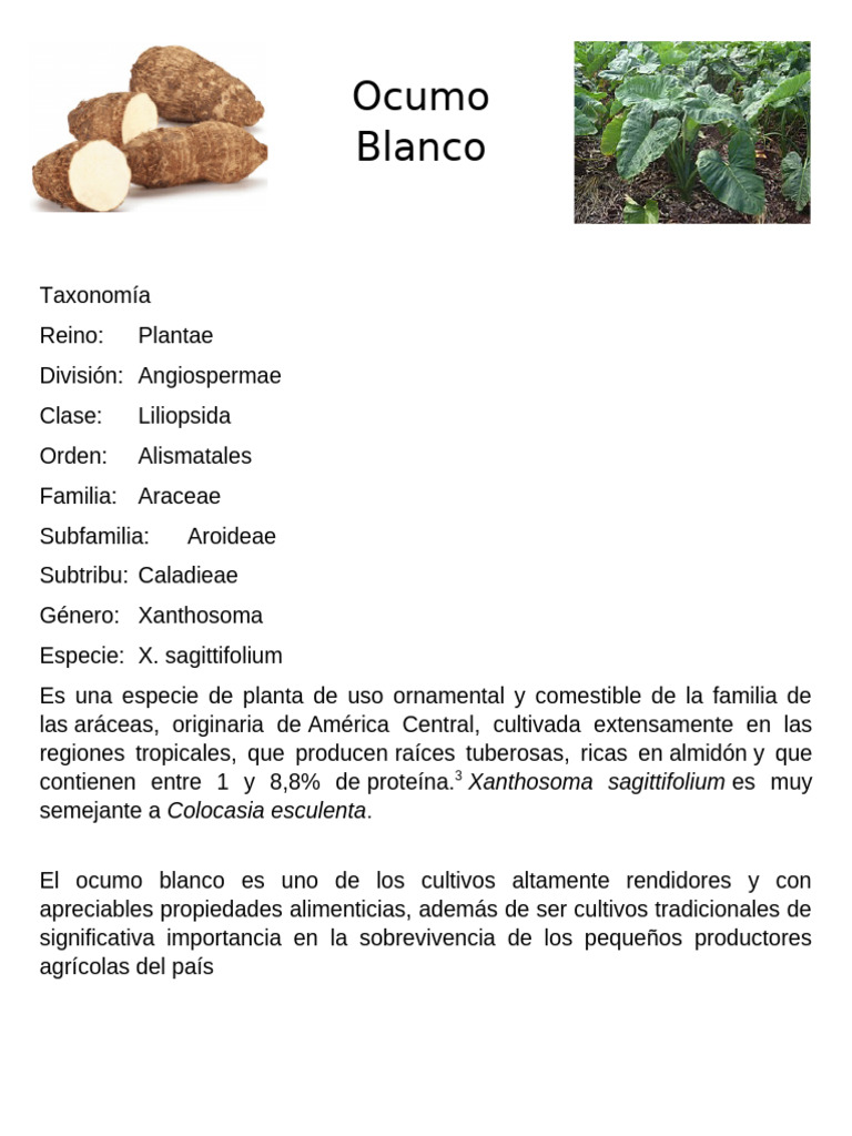 Ocumo Blanco | PDF