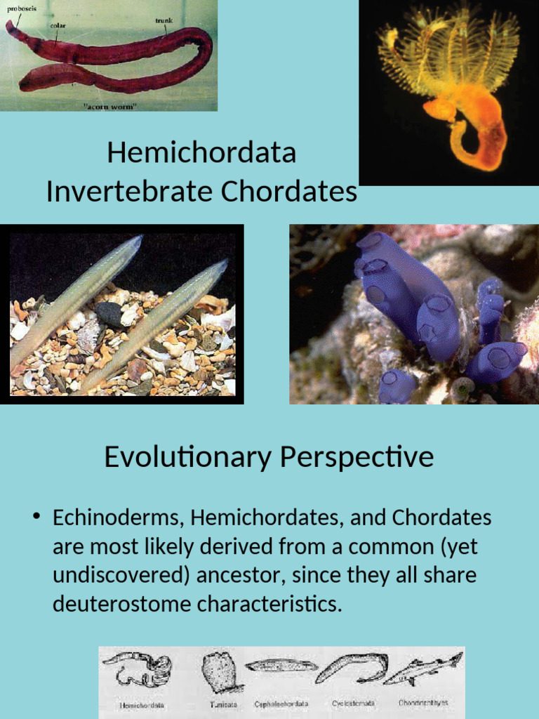 Hemichordata and Invert Chordates | PDF