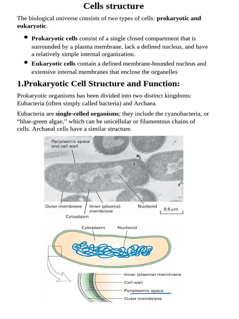 Cells Structure-1 | PDF