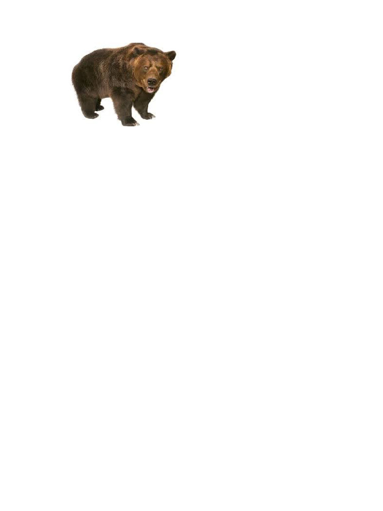 Oso | PDF