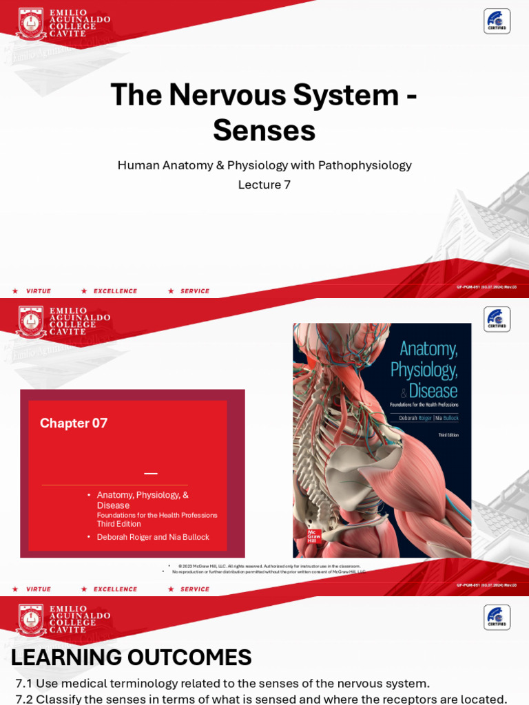 Lecture 7 Senses The Nervous System | PDF