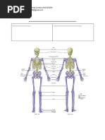 206 Human Bones Detailed Chart | PDF