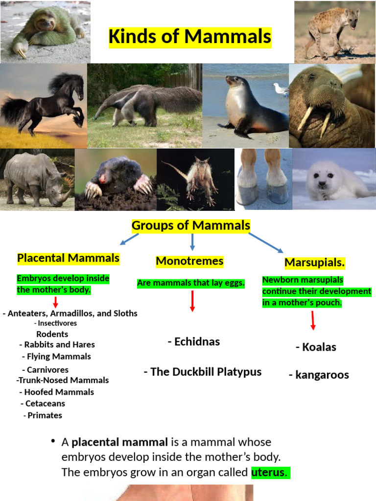 Groups of Mammals | PDF