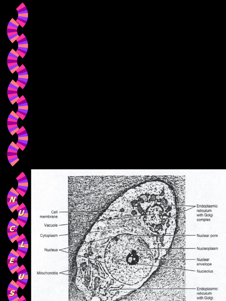 Cell Nucleus | PDF
