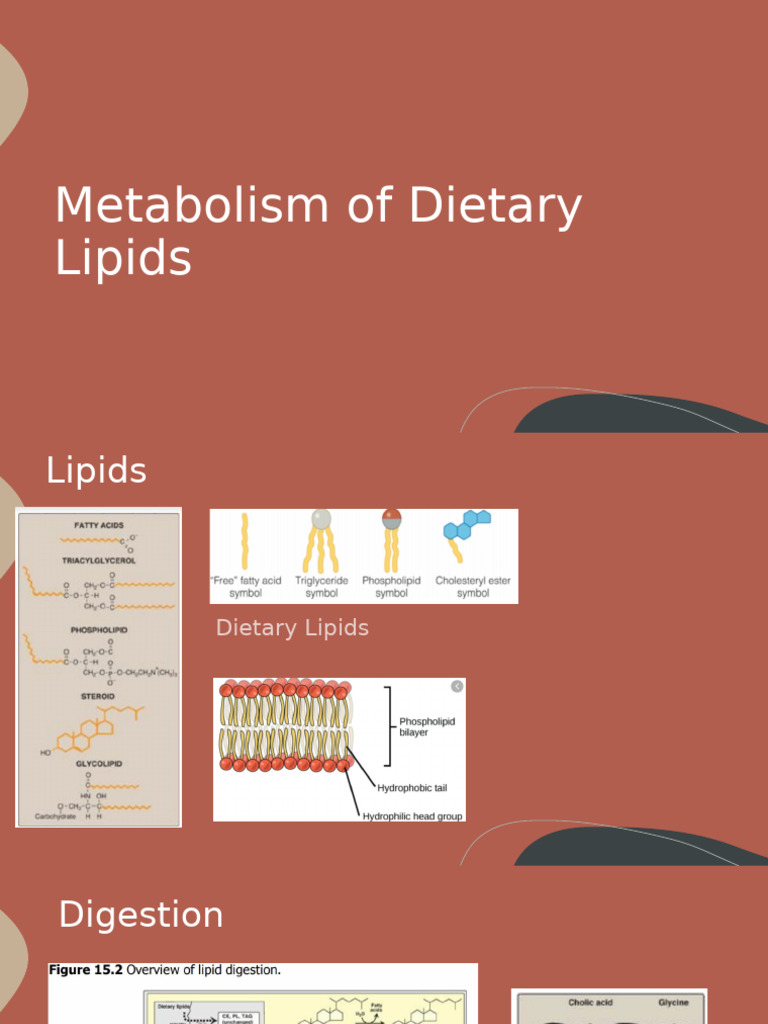 Lipids Presentation | PDF