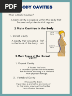 Body Cavities, Regions and Quadrants | PDF | Abdomen | Anatomy