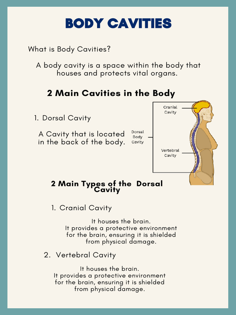 Body-Cavities-Handout | PDF