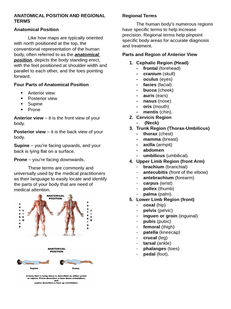 Anatomical Position and Regional Terms | PDF | Pelvis | Human Leg