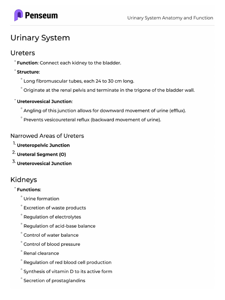 Urinary System Anatomy and Function | PDF