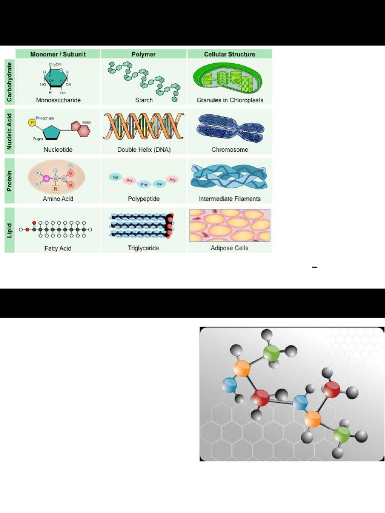 Basic Compounds Found in The Structure of Living Things-2 | PDF