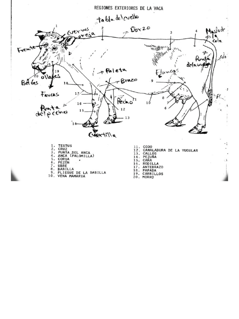 Partes Exteriores de La Vaca | PDF