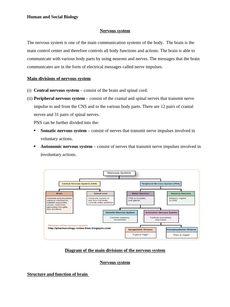 W1 - Co-Ordination and Control | PDF | Nervous System | Science ...