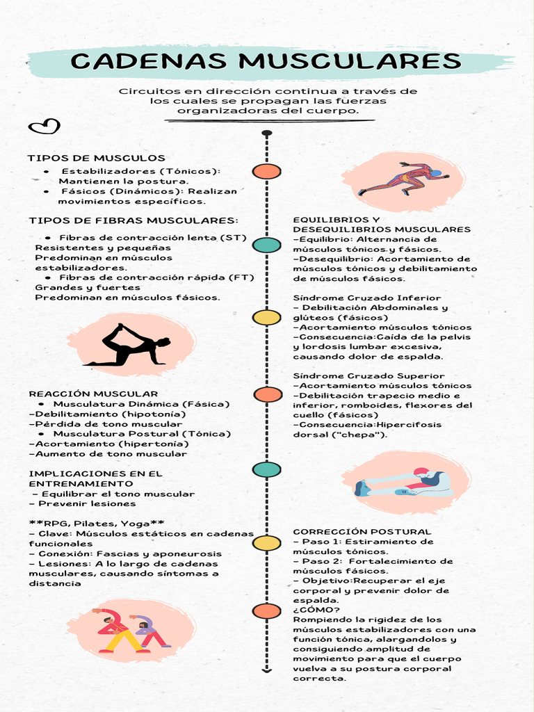 Cadenas Musculares | PDF