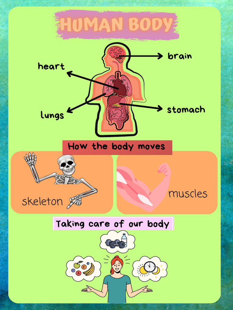 My Body | PDF | Salud y bienestar | Ciencia y matemáticas