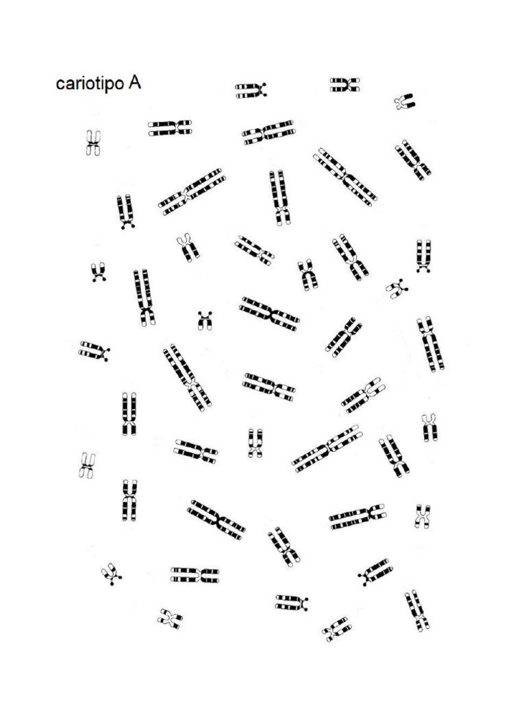 Cariotipo A | PDF