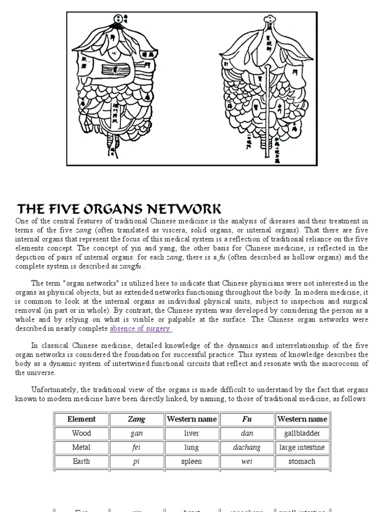 Understanding Chinese Medicine's Five Organs | PDF | Traditional ...