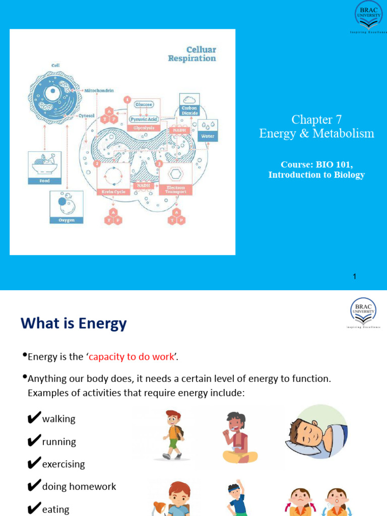 L7 BIO 101 Energy - Metabolism | PDF