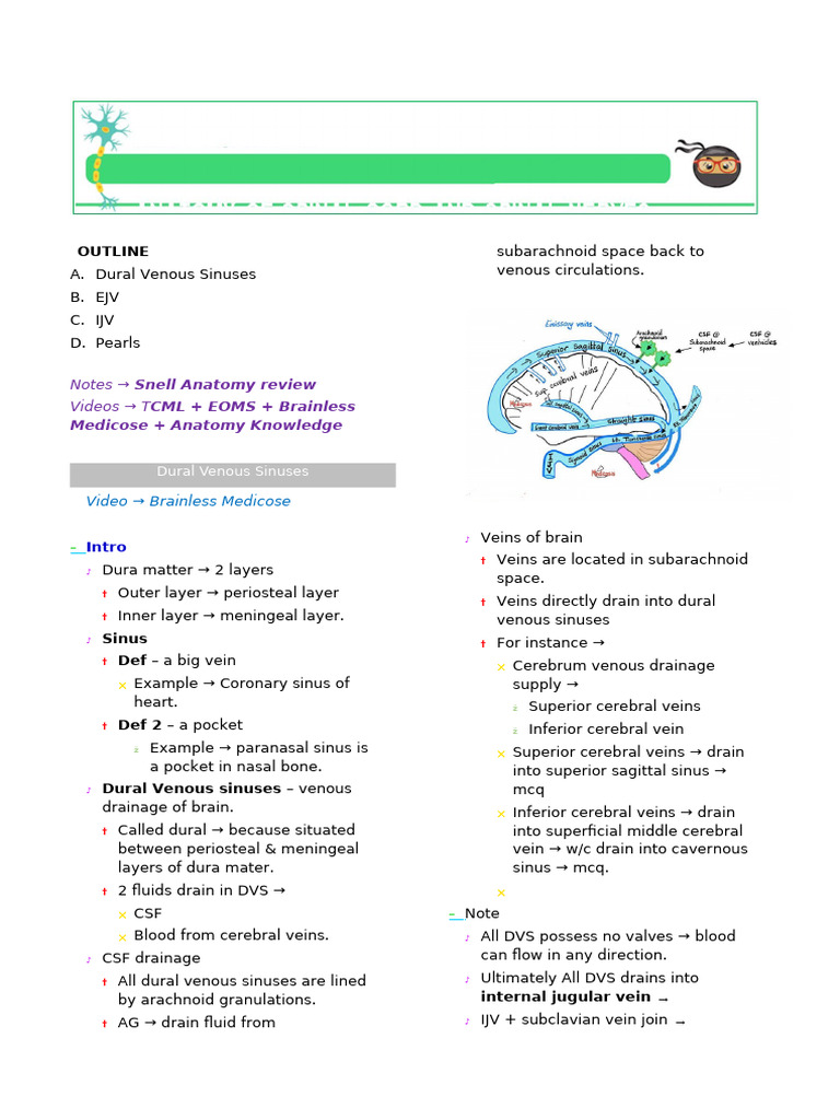 01 - Veins of The Head & Neck | PDF | Vein | Angiology