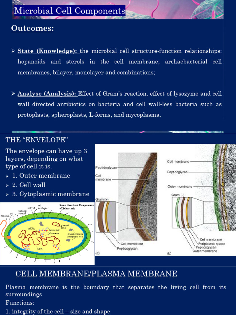 Topic 3 Lecture 5-The Microbial Cell | PDF | Cell Membrane | Wellness