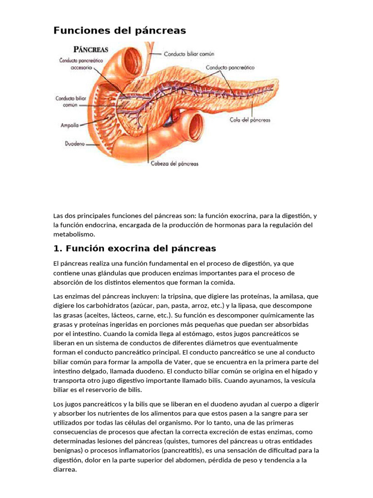 Funciones Del Páncreas | PDF