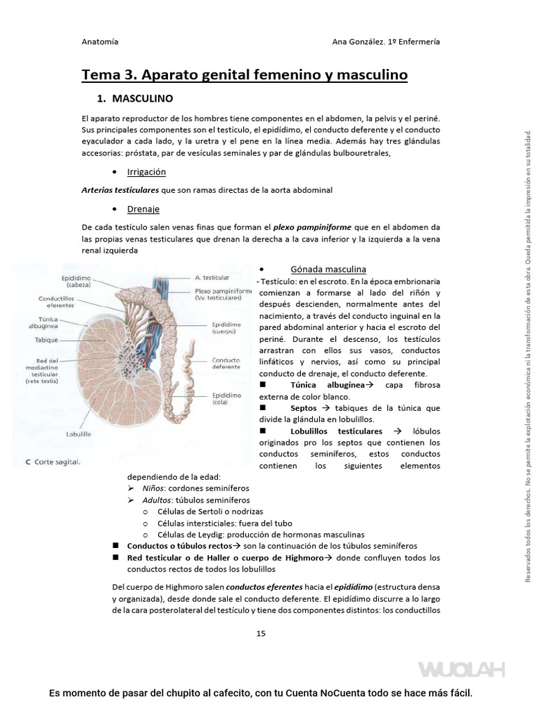 Anatomia 81 168 | PDF