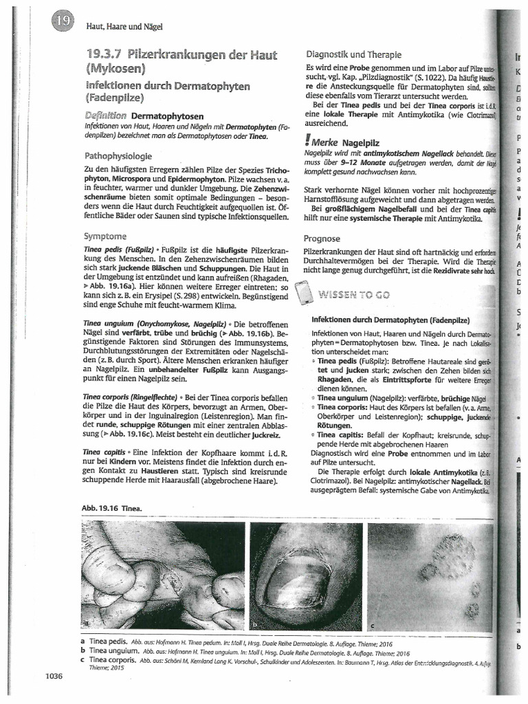 Infotext Pilzerkrankungen | PDF
