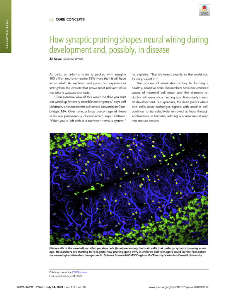 Sakai 2020 How Synaptic Pruning Shapes Neural Wiring During Development ...
