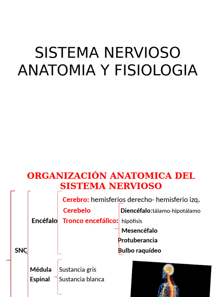 Sistema Nervioso Anatomia Fisiolog | PDF