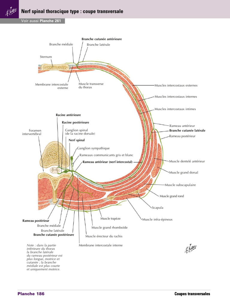 Nerf spinal thoracique type coupe transversale | PDF