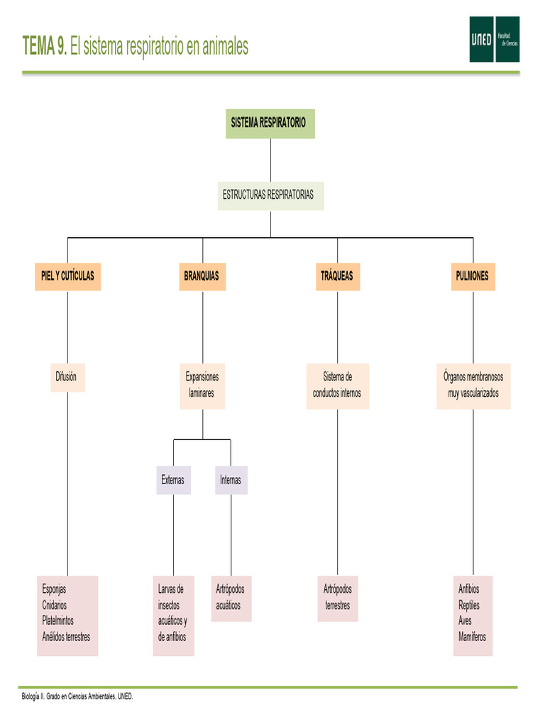 Mapa_conceptual_TEMA_9 | PDF