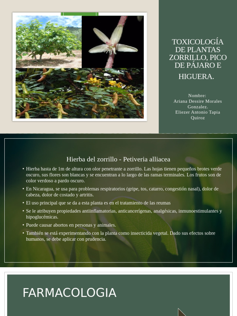 Toxicología de Plantas EXPO | PDF